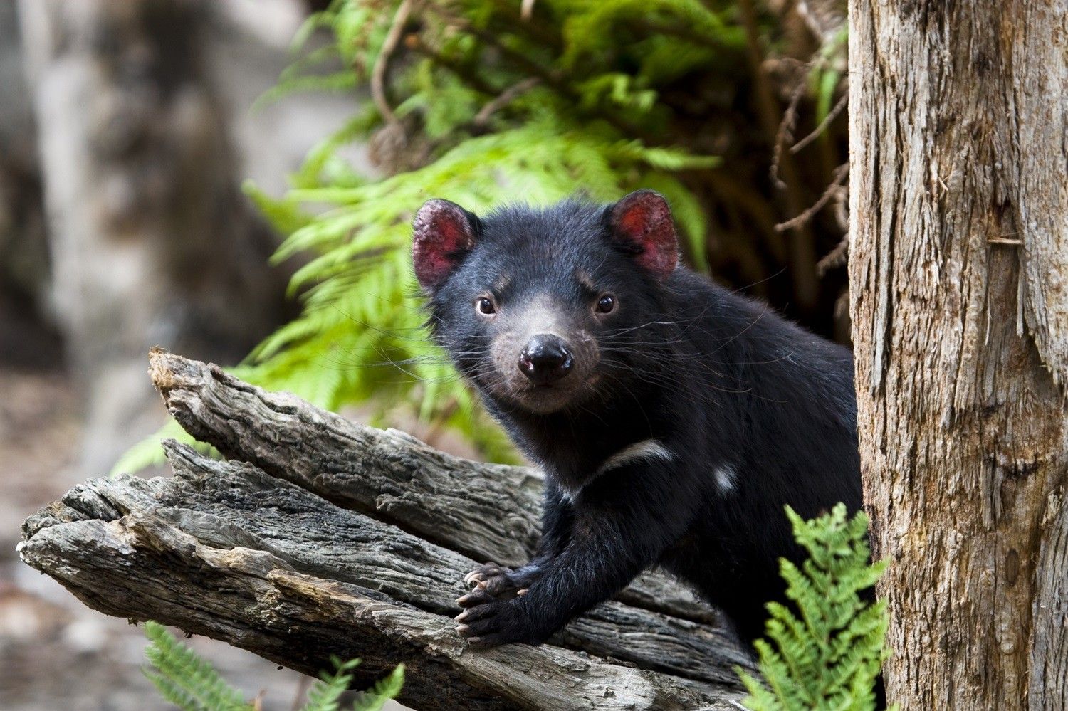 Zoo and Aquarium Association (ZAA) | conservation & welfare | blooloop