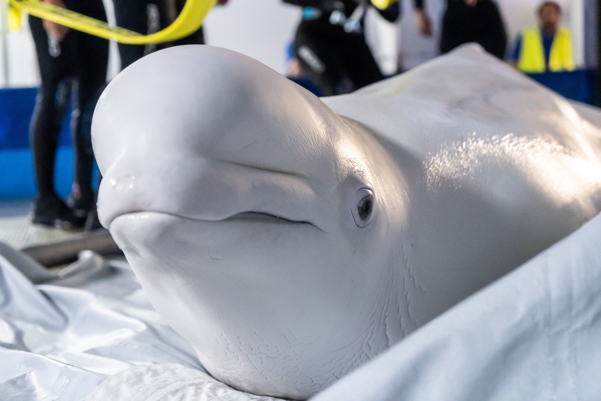 Animaux Beluga Whale K Hvaldimir In The News! 🇳🇴 We're So