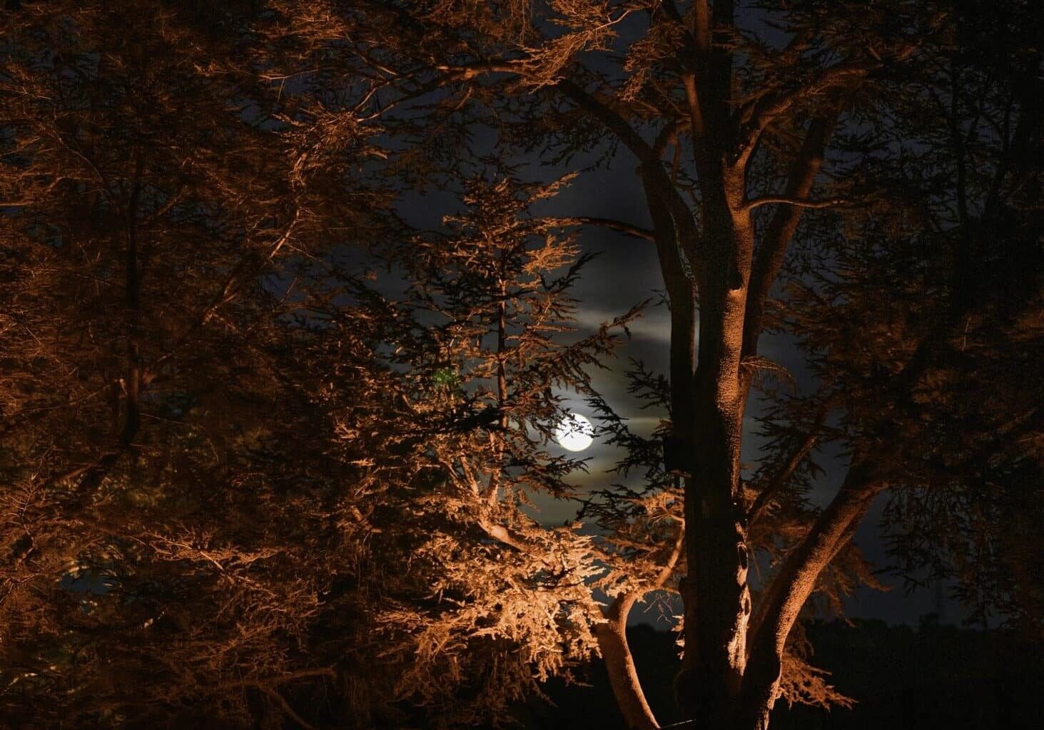 Filoli opening new after-dark Halloween experience | blooloop