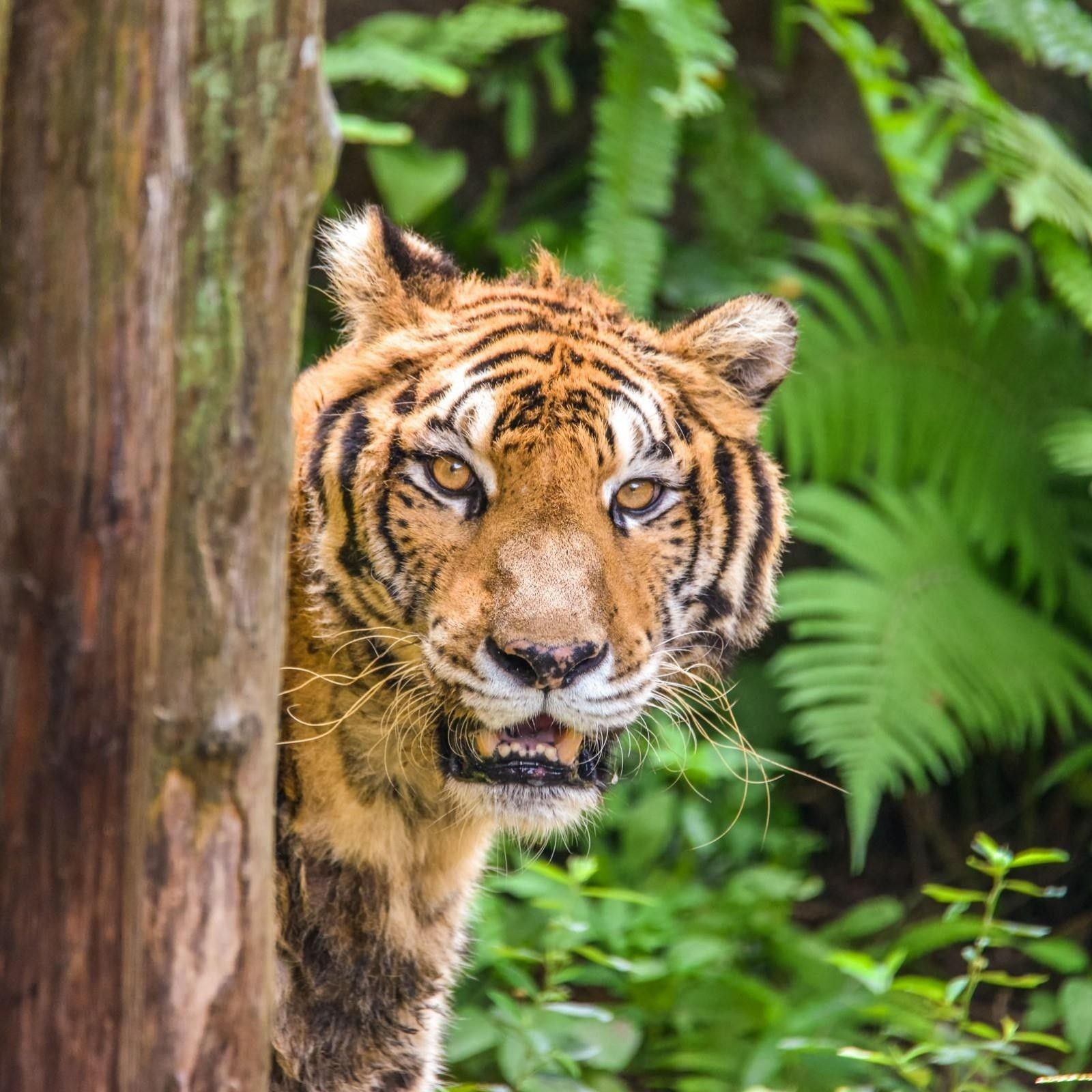 Top zoos and aquariums Asia | 15 of the best | blooloop