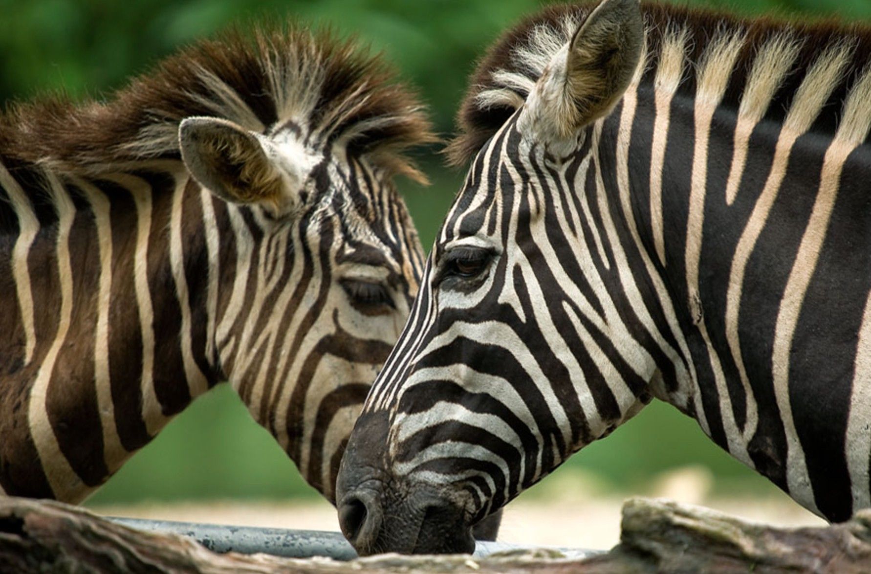 Top zoos and aquariums Asia | 15 of the best | blooloop