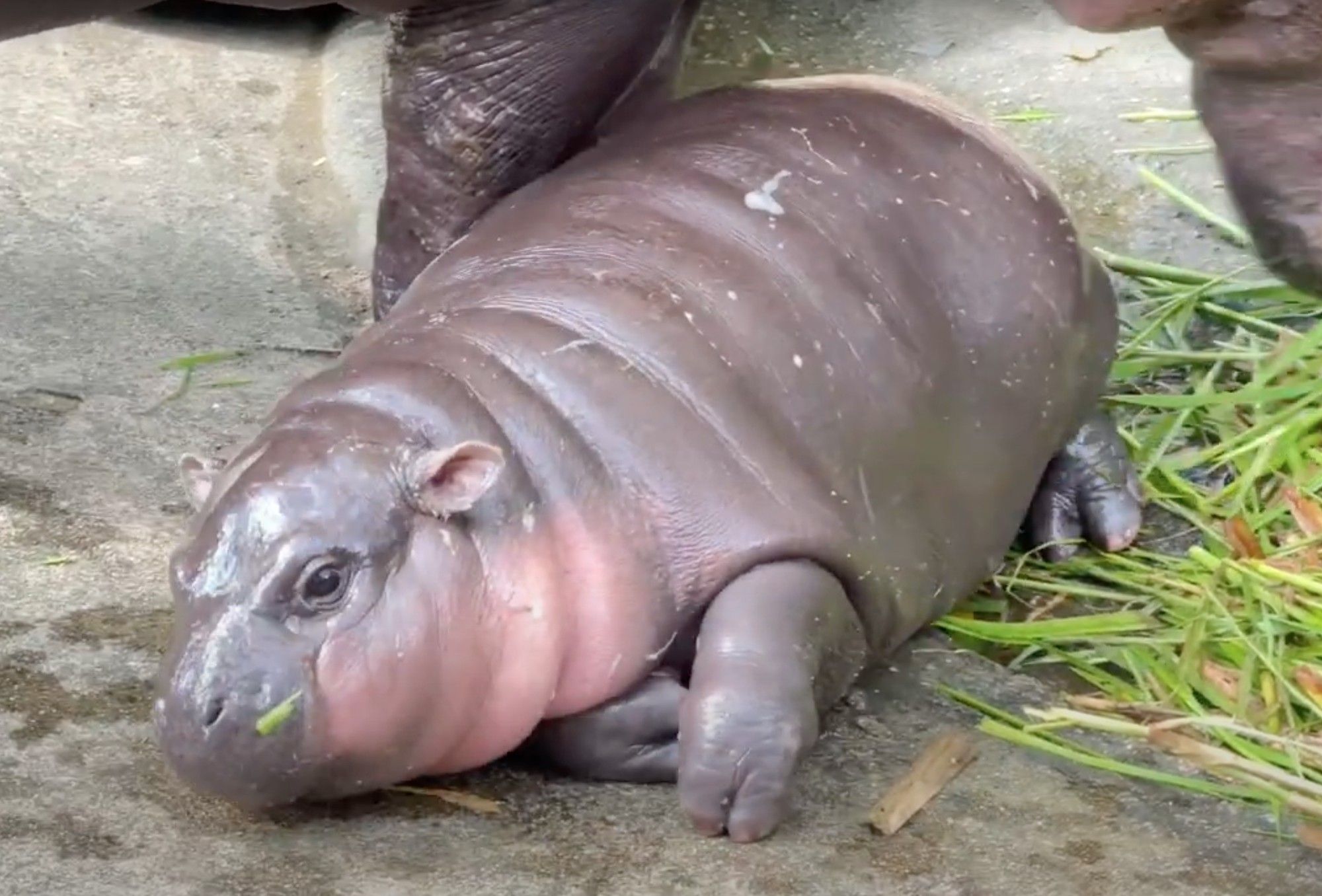 Viral baby pygmy hippo attracts visitors to Thai zoo | blooloop