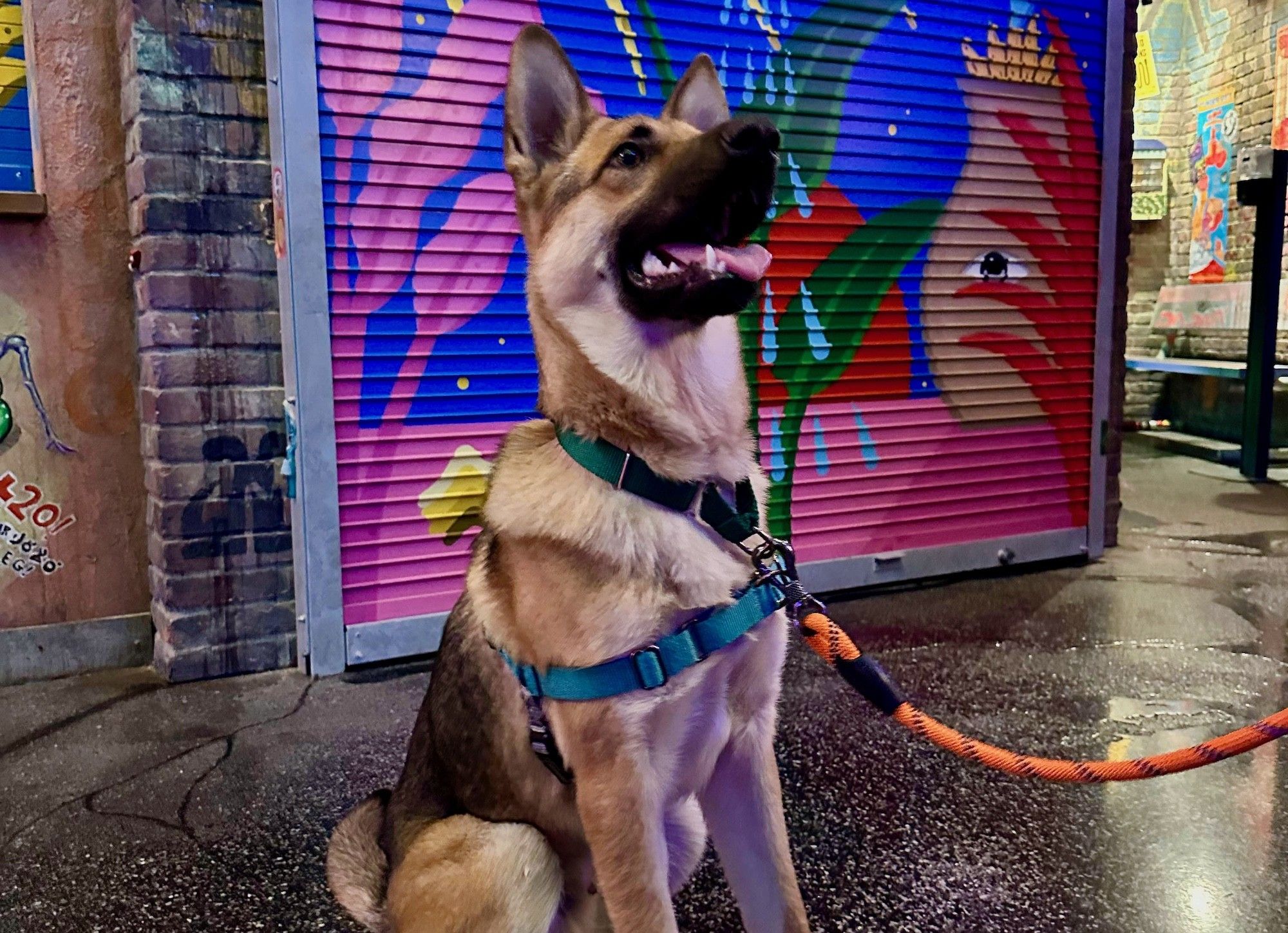 Meow Wolf Grapevine offering pet adoption event | blooloop