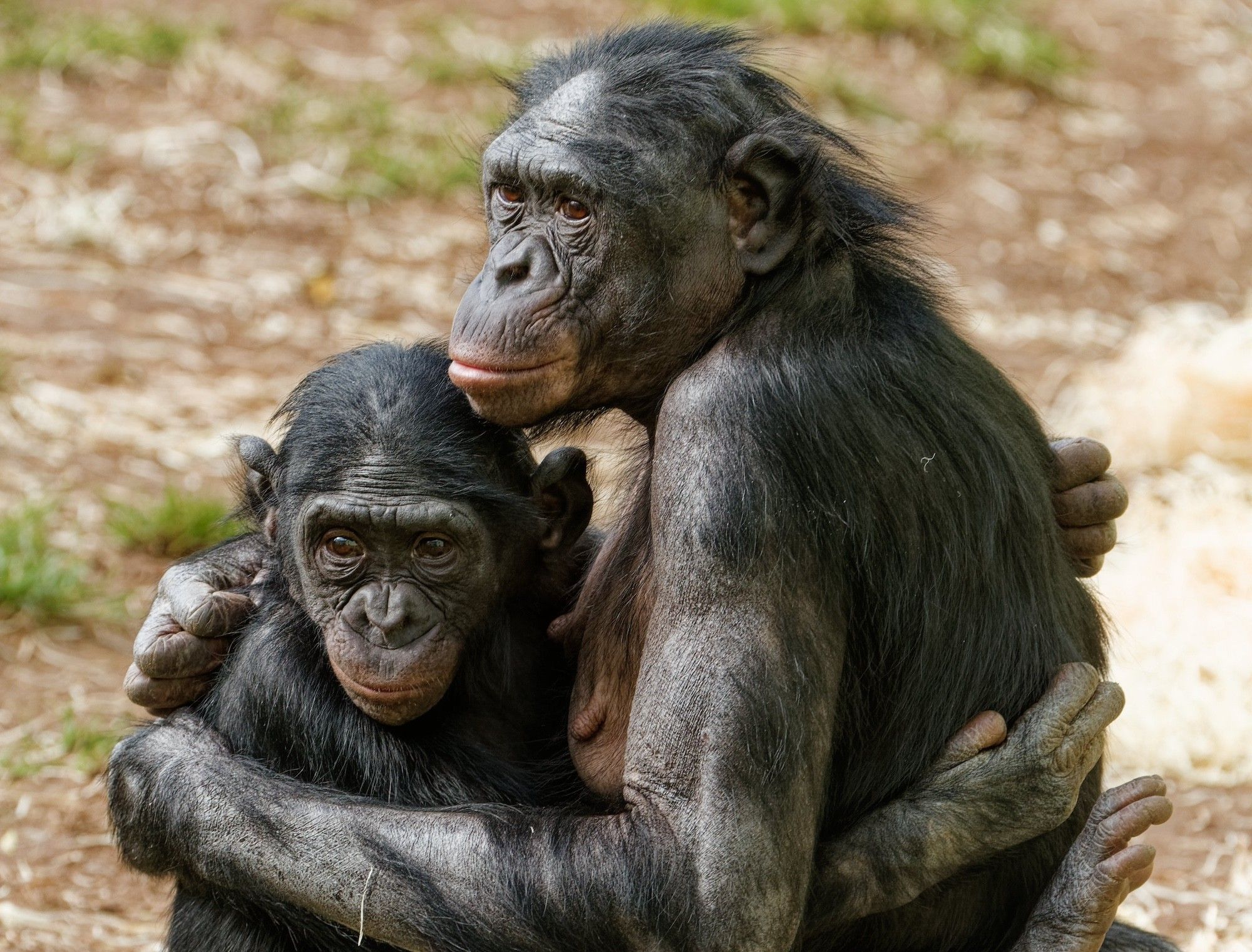UK zoo marks Valentine's with 'Bonobo's Guide to Love' | blooloop