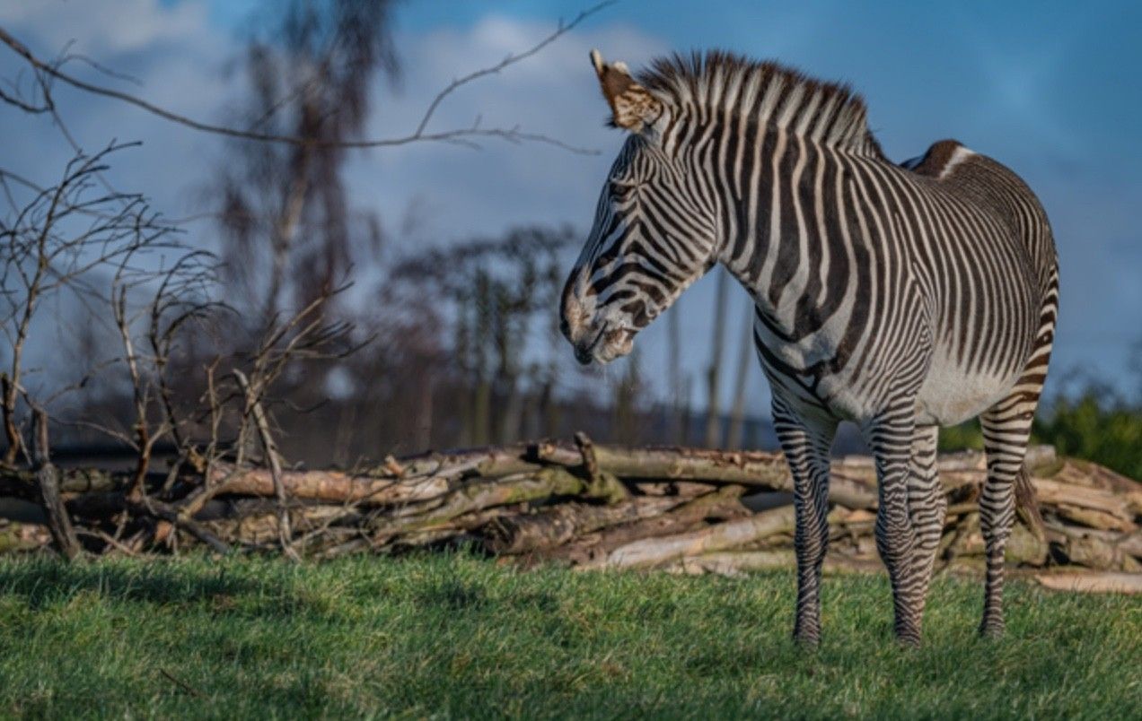Chester Zoo to open 6-hectare nature reserve | blooloop