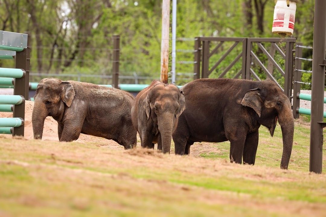 Los Angeles Zoo relocate two remaining elephants | blooloop