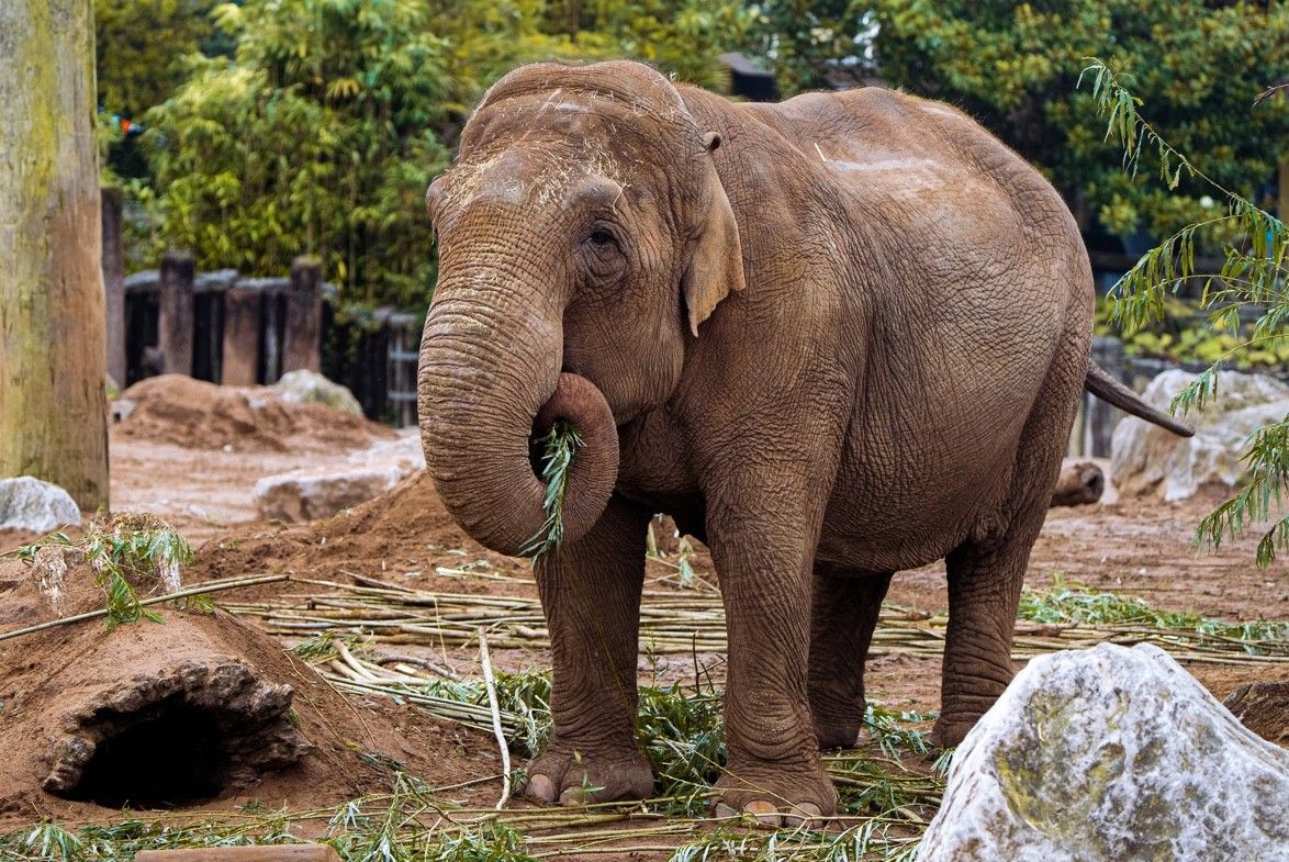 New rules to improve animal welfare in UK zoos | blooloop