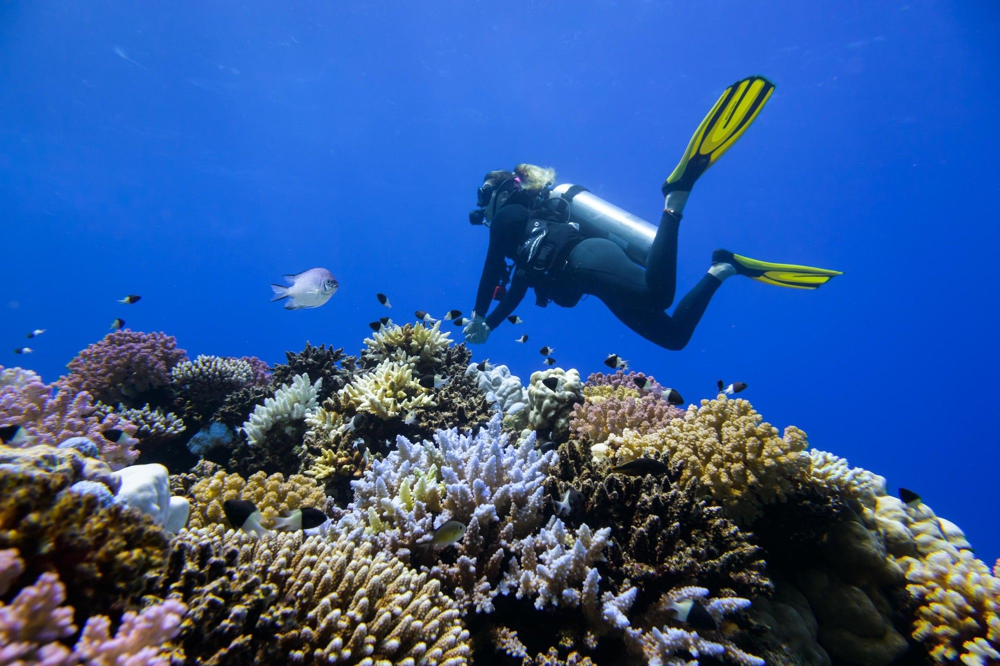 Red Sea Global reveals methods for coral conservation | blooloop
