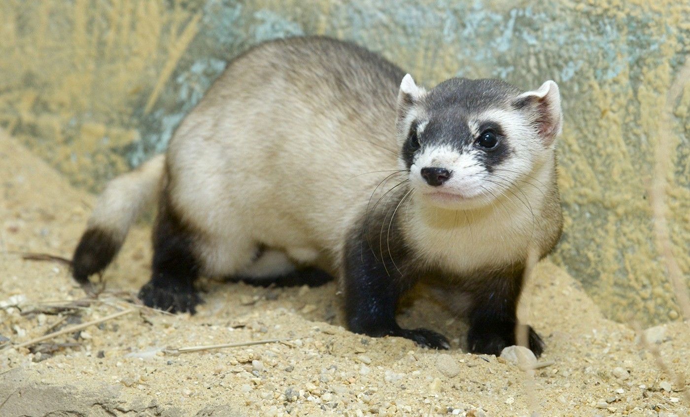 National Zoo launches black-footed ferret webcam | blooloop