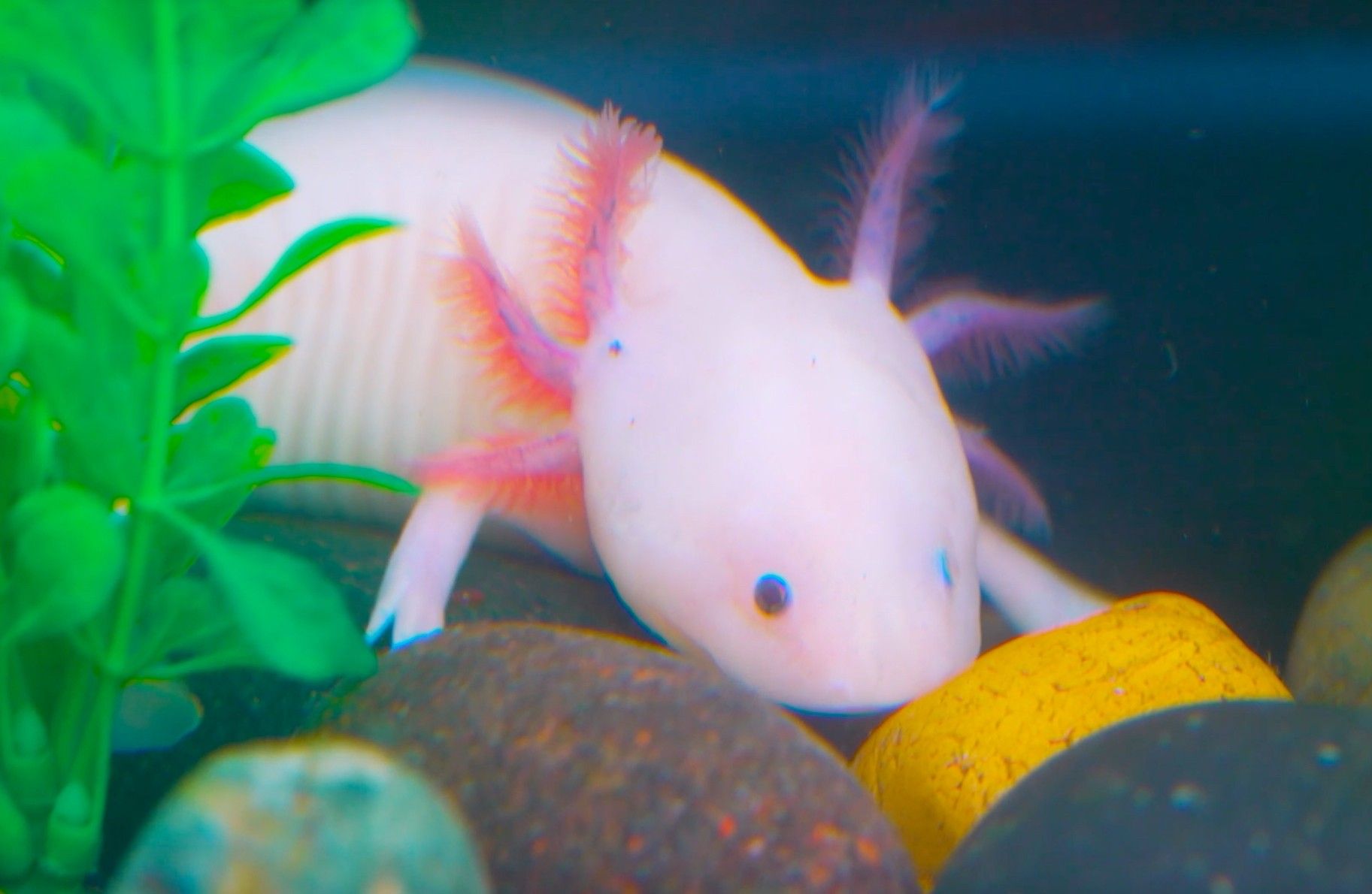 SeaWorld San Diego opening updated Bayside Aquarium | blooloop